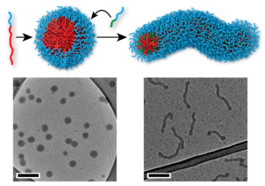Biomimetic Nanomaterials - The Rachel O'Reilly Group